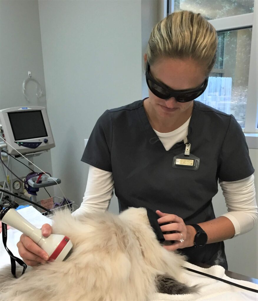Pet Laser Therapy In Greensboro, NC 27455 | North Elm Animal Hospital