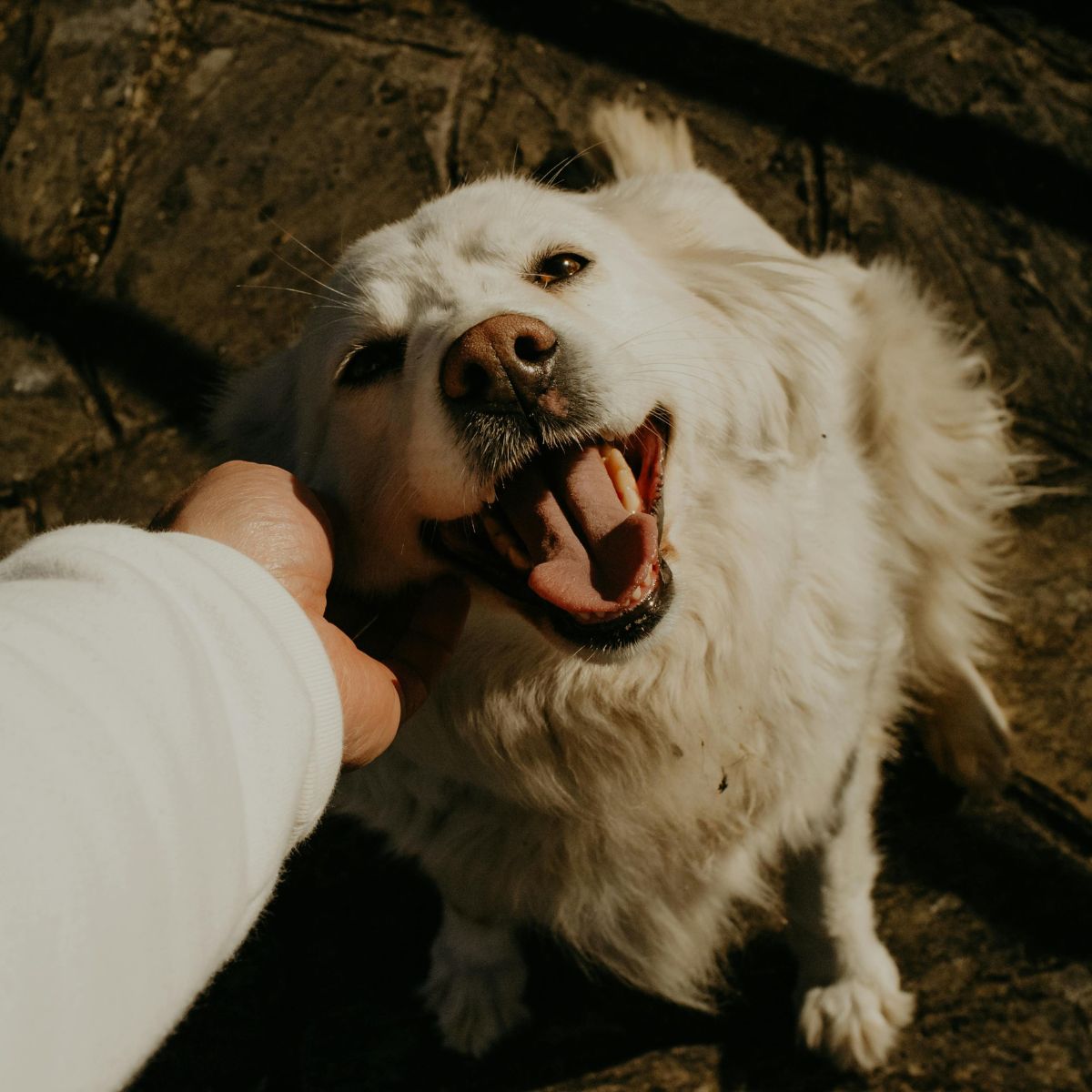 Pet Credit Cards | North Elm Animal Hospital